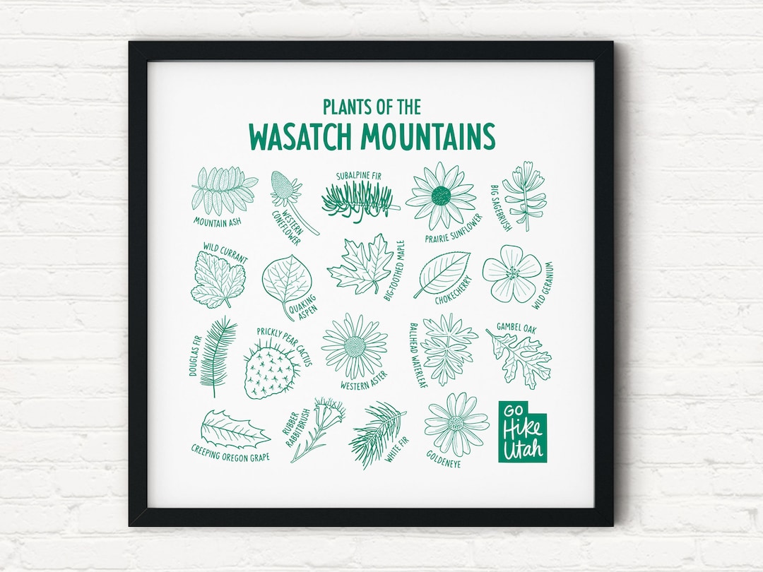 Plants of the Wasatch Mountains 8x8 Print - Etsy