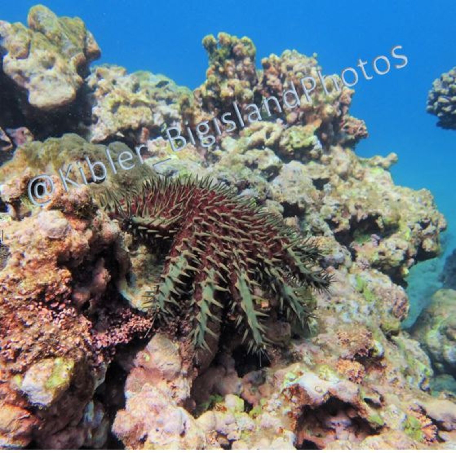 Starfish Art Download - Big Island Hawaii - Tropical Fish - Underwater ...