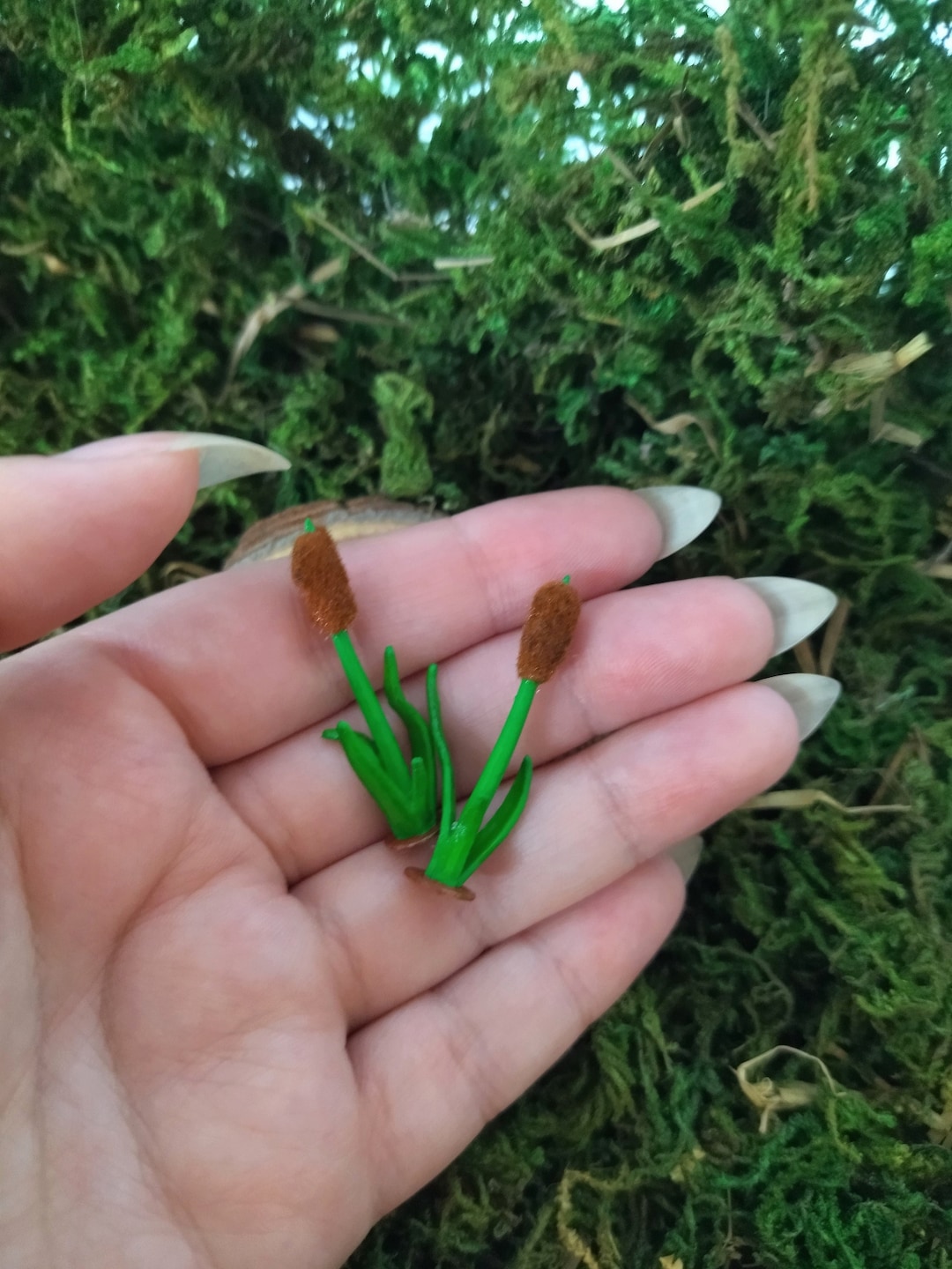 Miniature Cattail - Miniature Typha - Miniature - Fairy Garden - Fairy ...