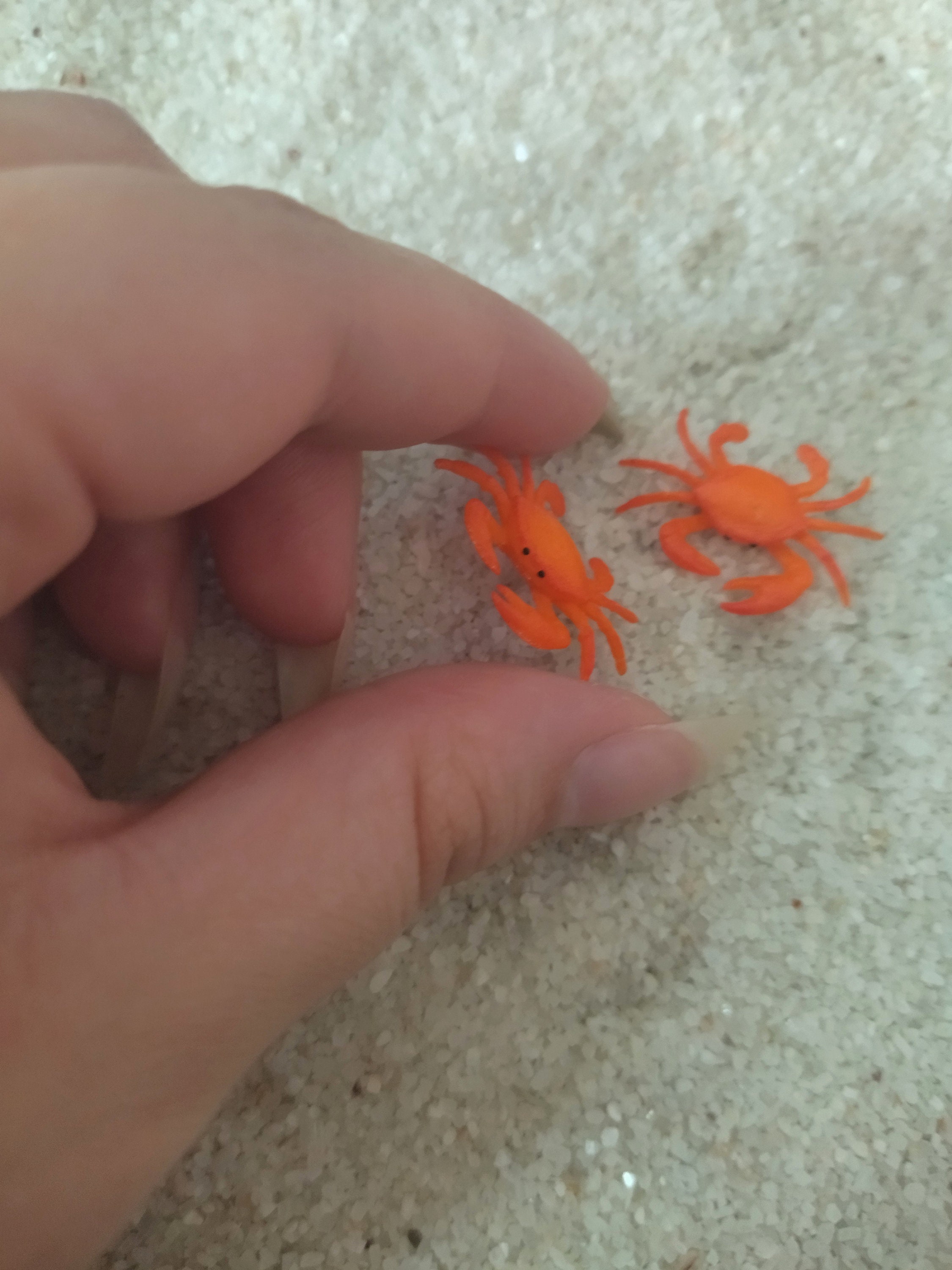 Miniature Crab - Crab - Miniature - Fairy Garden - Fairy Garden Fish ...