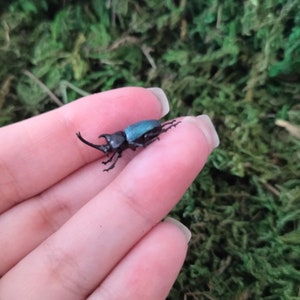 Miniature Beetle - Beetle - Miniature Bug - Miniatures - Fairy Garden ...