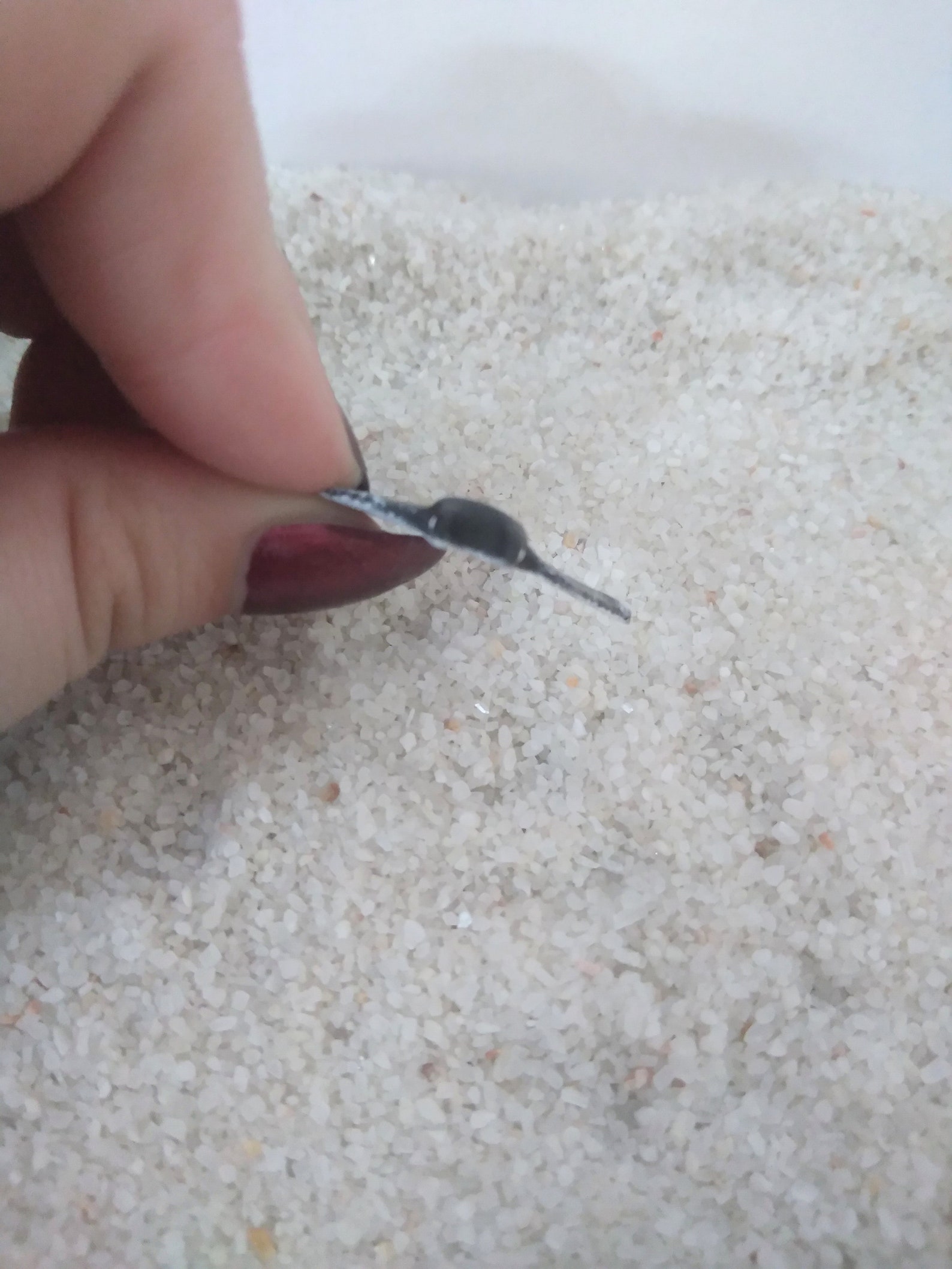 Miniature Manta Ray Miniature Sting Ray Miniature Fish | Etsy