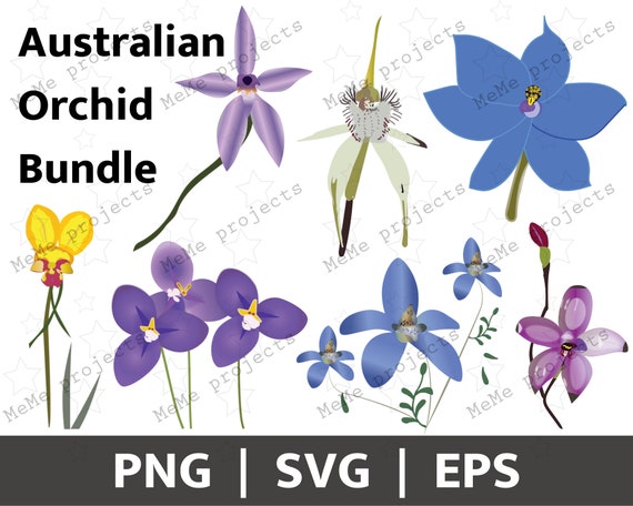 Australian Orchid Pack Wildflowers SVG Australian Orchid - Etsy