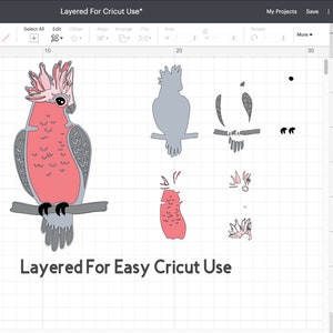 Australian Bird Bundle | Galah | Cockatoo | Magpie | Kookaburra ...