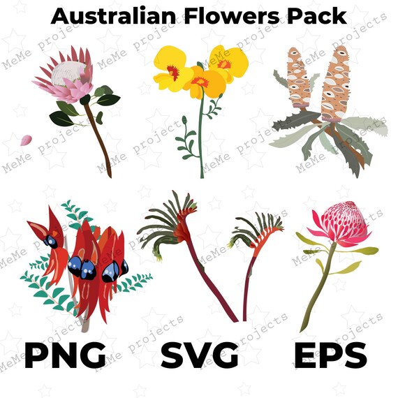 Australian Flowers Pack Wildflowers SVG Png Australian | Etsy