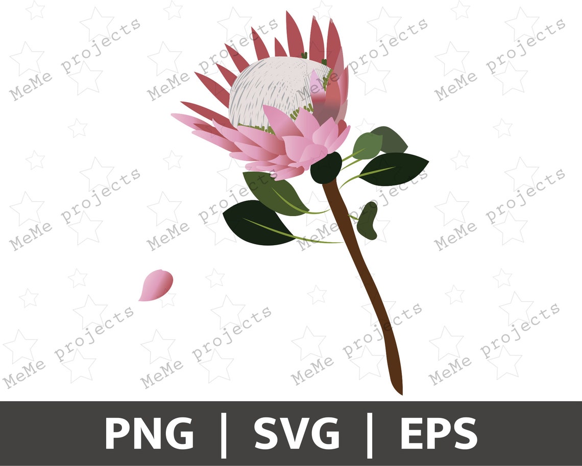 Australian Protea Protea Cricut Protea SVG Australian - Etsy Singapore