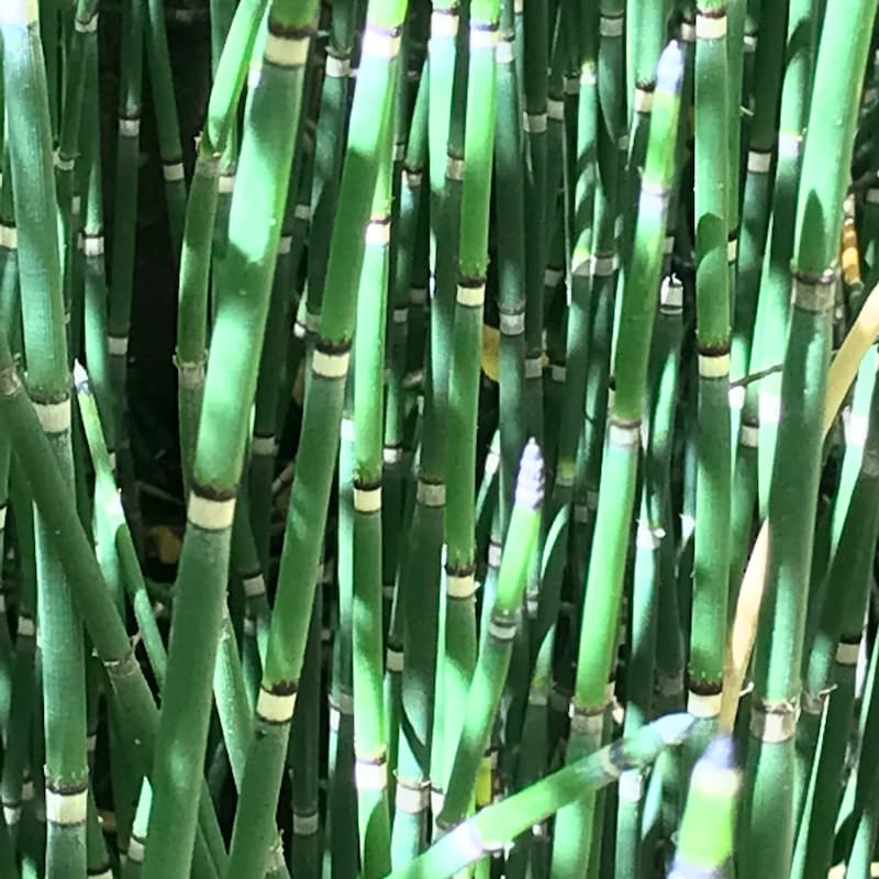 Horsetail Reed - Etsy