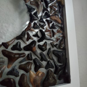 Framed Shark Teeth Wave - Etsy