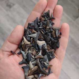 Framed Shark Teeth Wave - Etsy