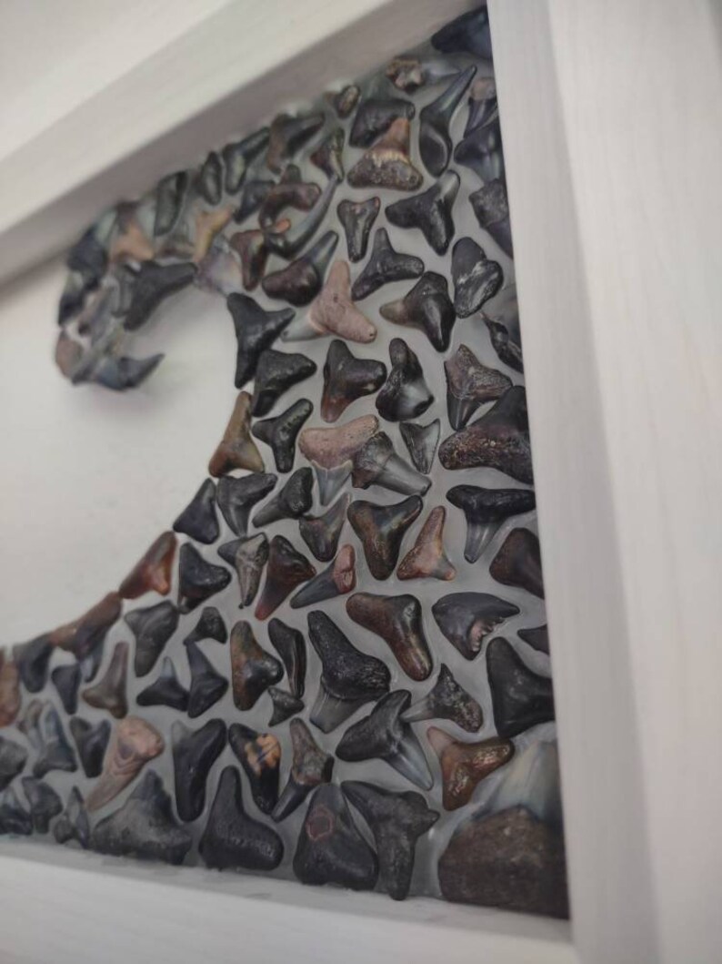 Framed Shark Teeth Wave - Etsy