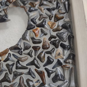 Framed Shark Teeth Wave - Etsy