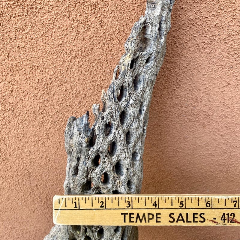 Cactus Skeleton - Etsy