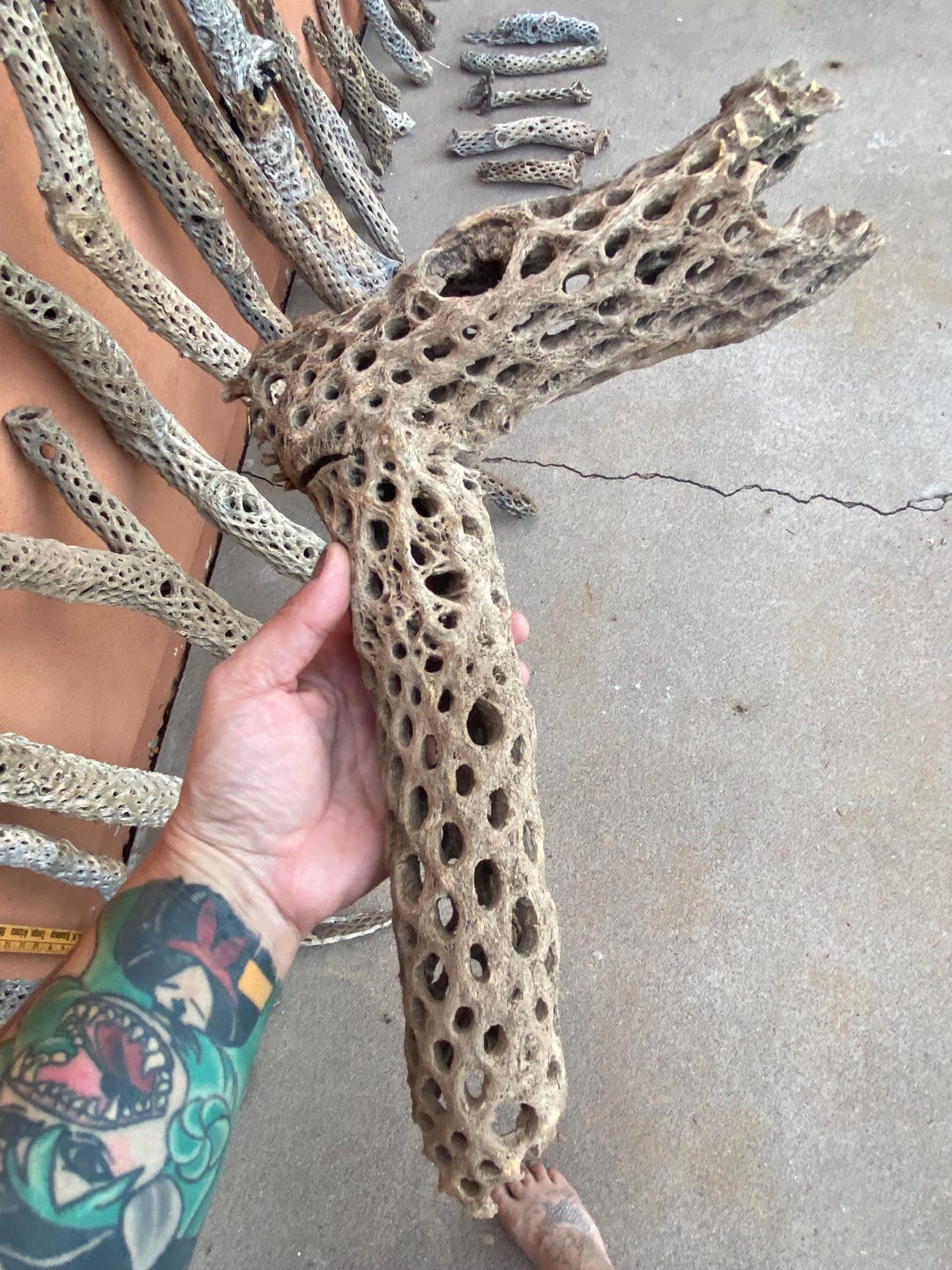 You Choose Large Natural Cholla Cactus Skeletons Sizes From 4 Inches to ...