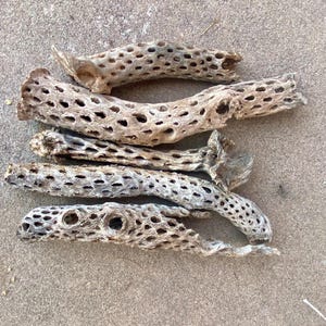 You Choose Large Natural Cholla Cactus Skeletons Sizes From 4 Inches to ...