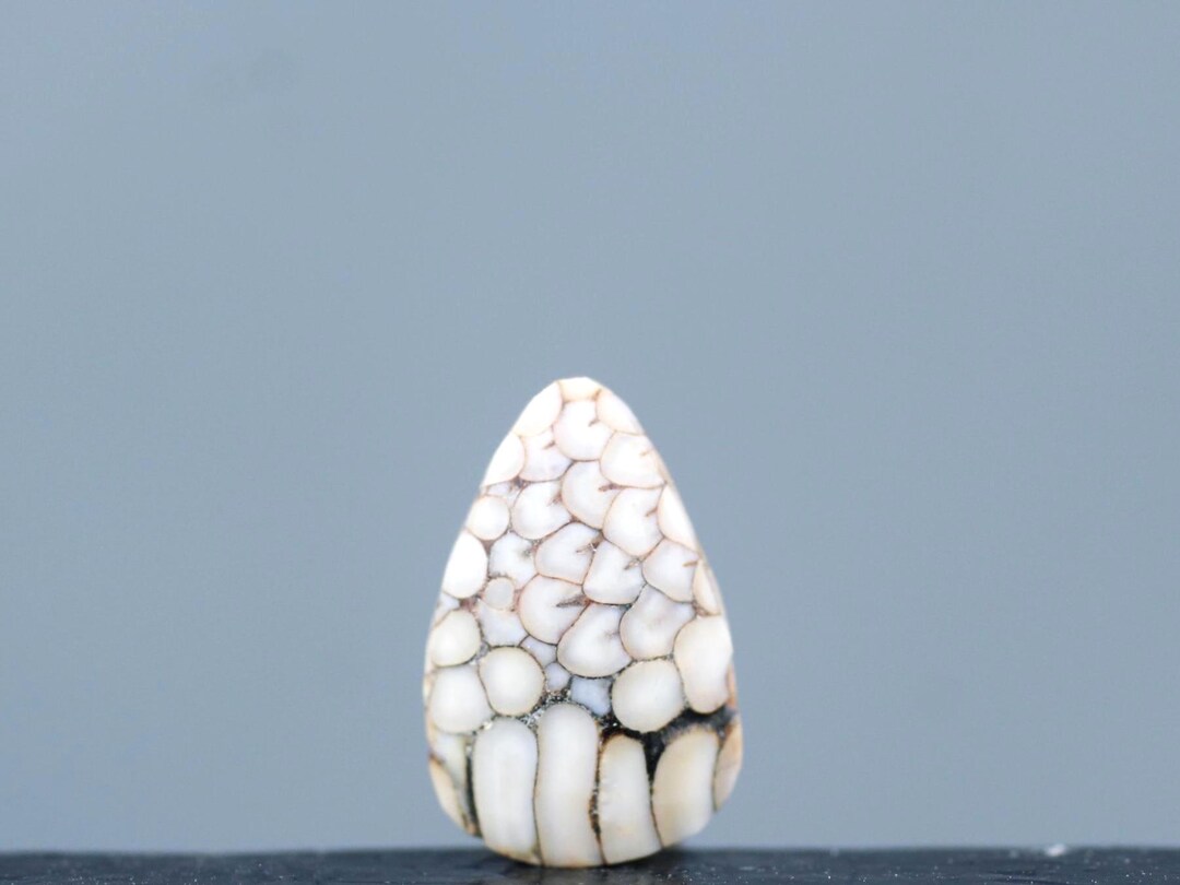 Wrasse Snake Skin Stone Fossilized Loose Gemstone Cabochon-indonesian ...