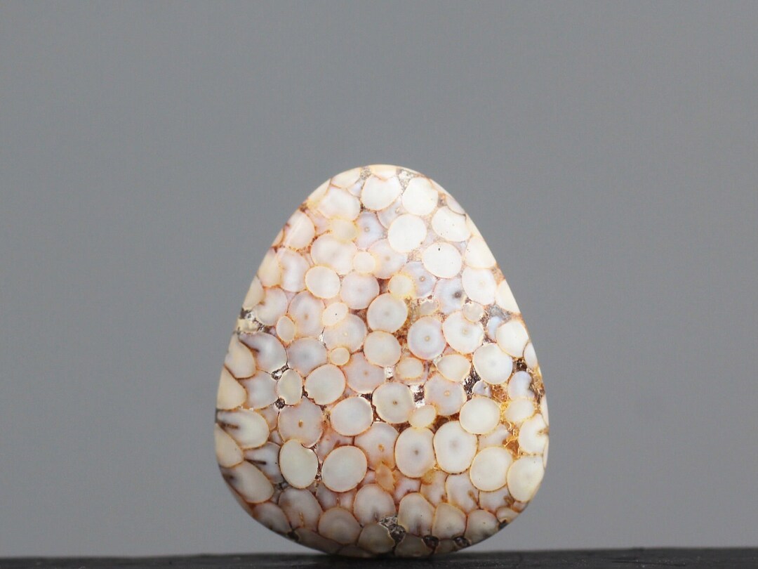 Wrasse Snake Skin Stone Fossilized - Etsy