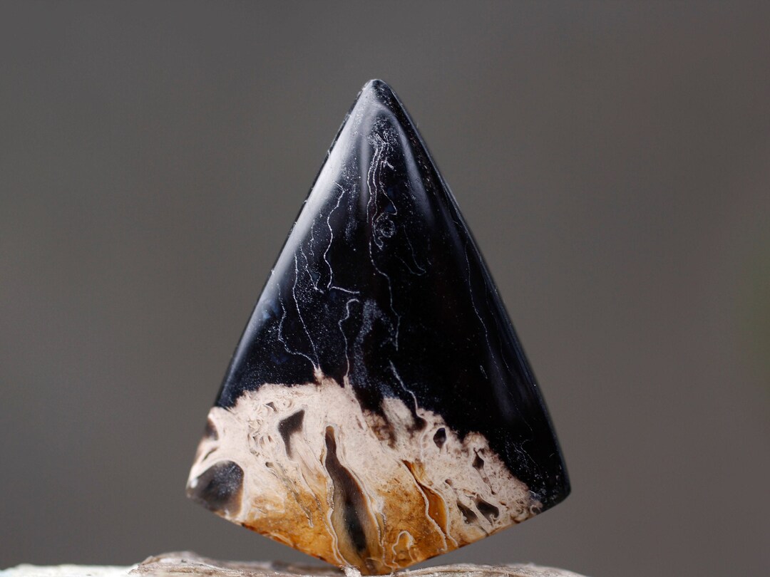 Fossilized Palm Root - Etsy