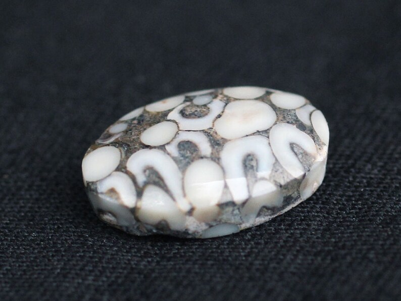 Wrasse Snake Skin Stone Fossilized - Etsy