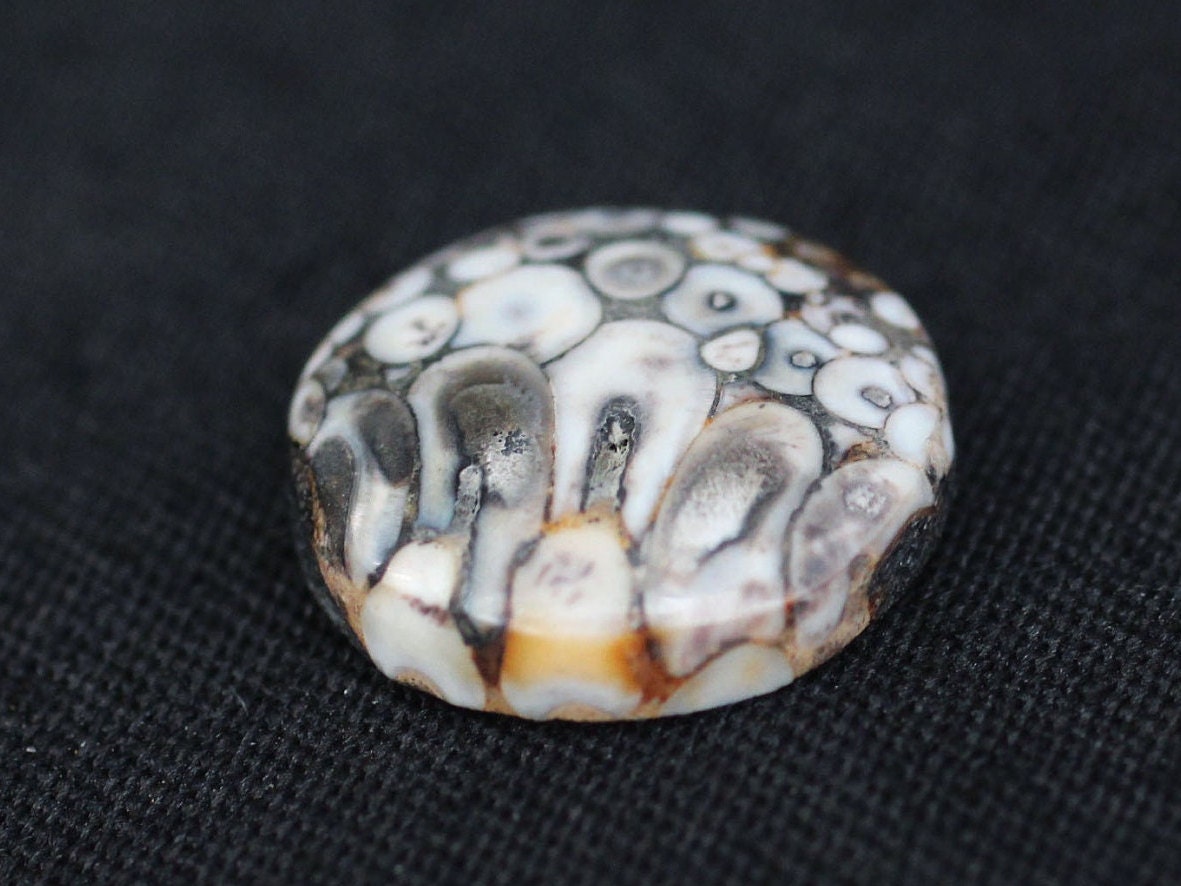 Wrasse Snake Skin Stone Fossilized - Etsy