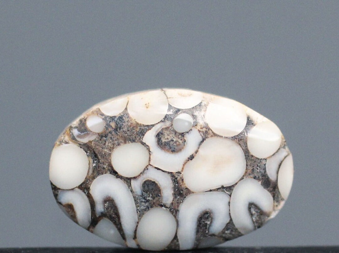 Wrasse Snake Skin Stone Fossilized - Etsy