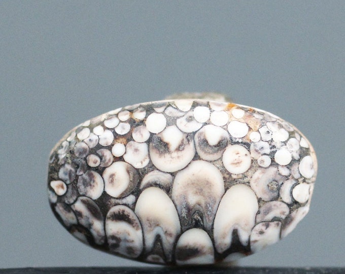 Wrasse Snake Skin Stone Fossilized - Etsy
