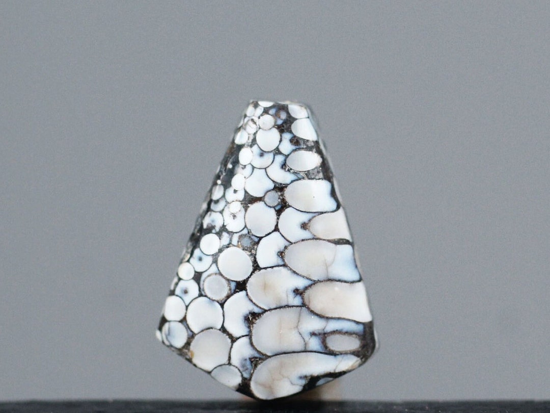 Wrasse Snake Skin Stone Fossilized - Etsy