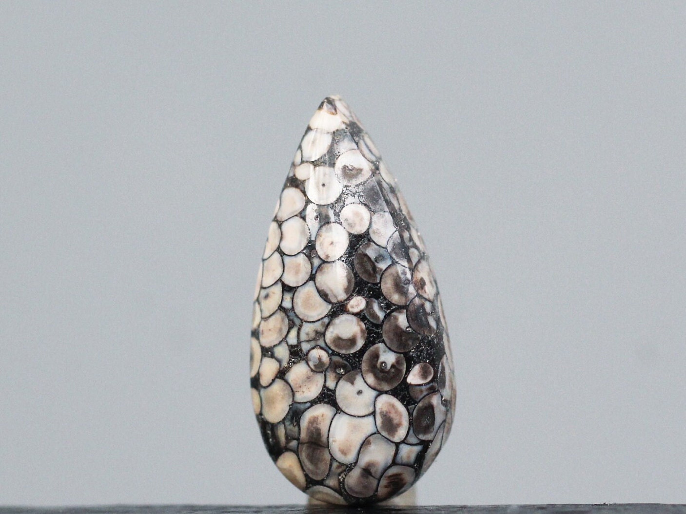 Wrasse Snake Skin Stone Fossilized - Etsy