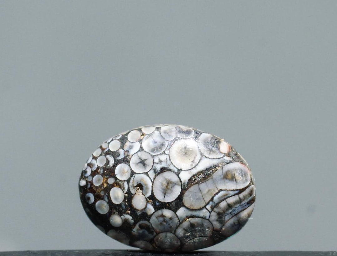 Wrasse Snake Skin Stone Fossilized Loose Gemstone Cabochon - Indonesian ...