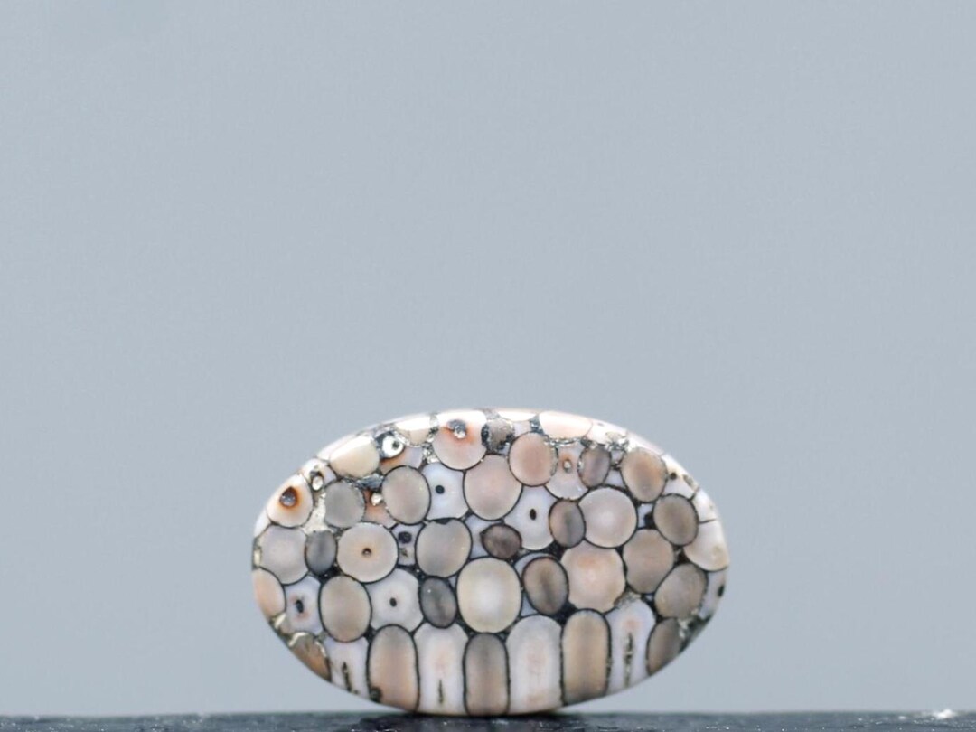 Wrasse Snake Skin Stone Fossilized Loose Gemstone Cabochon-indonesian ...