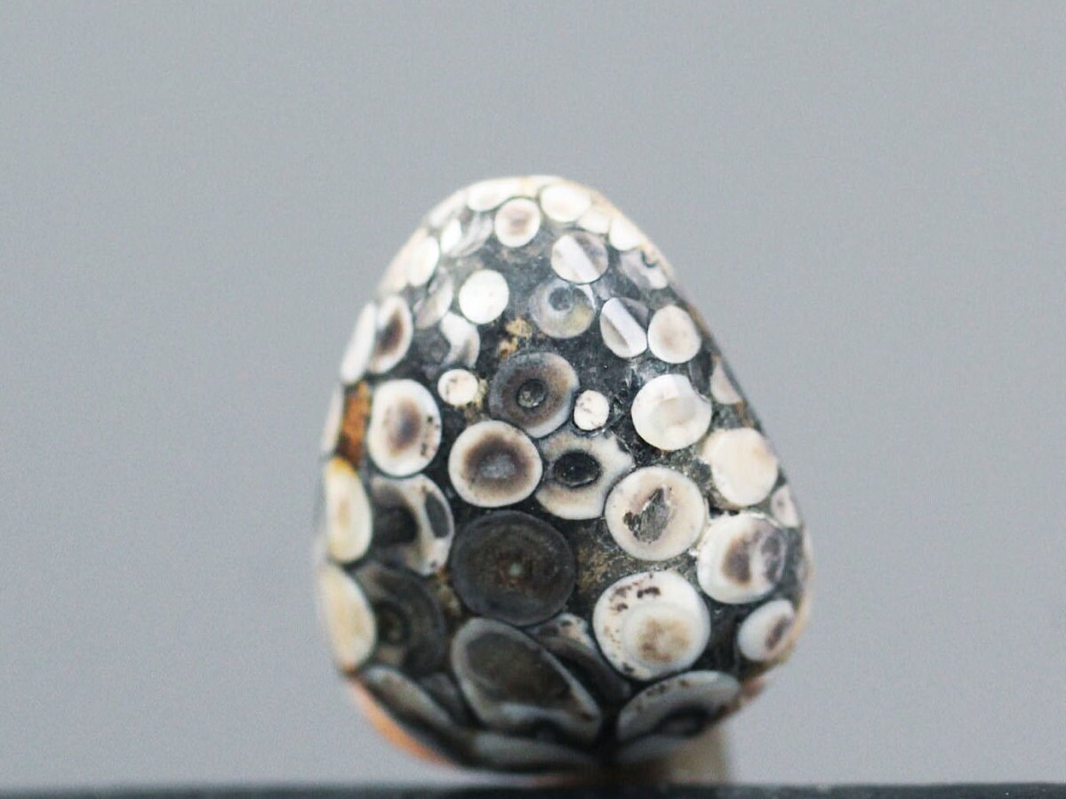 Wrasse Snake Skin Stone Fossilized - Etsy