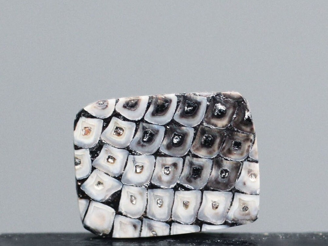 Wrasse Snake Skin Stone Fossilized - Etsy