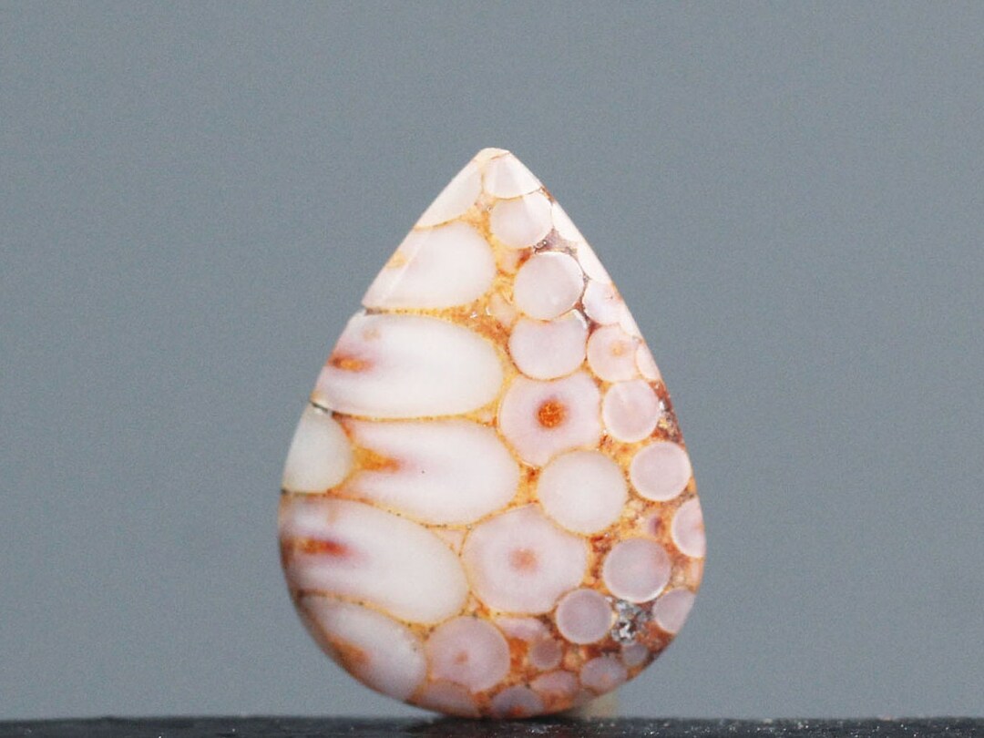 Wrasse Snake Skin Stone Fossilized - Etsy