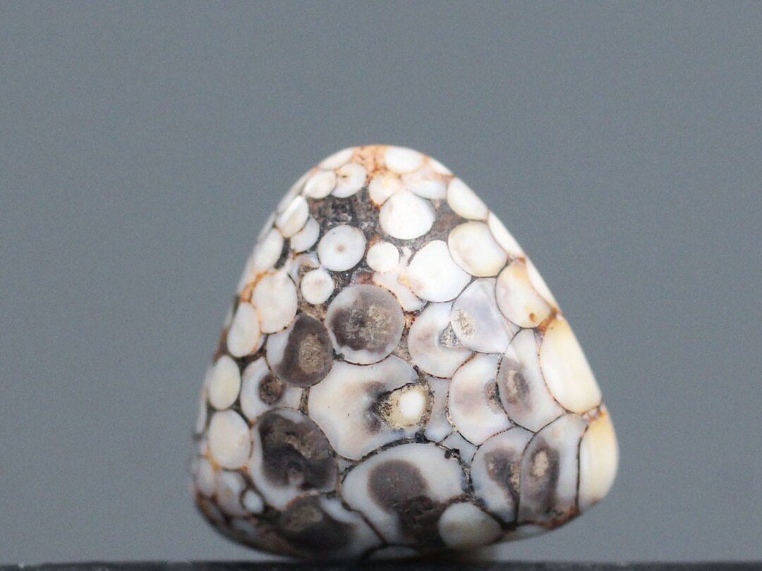 Wrasse Snake Skin Stone Fossilized - Etsy