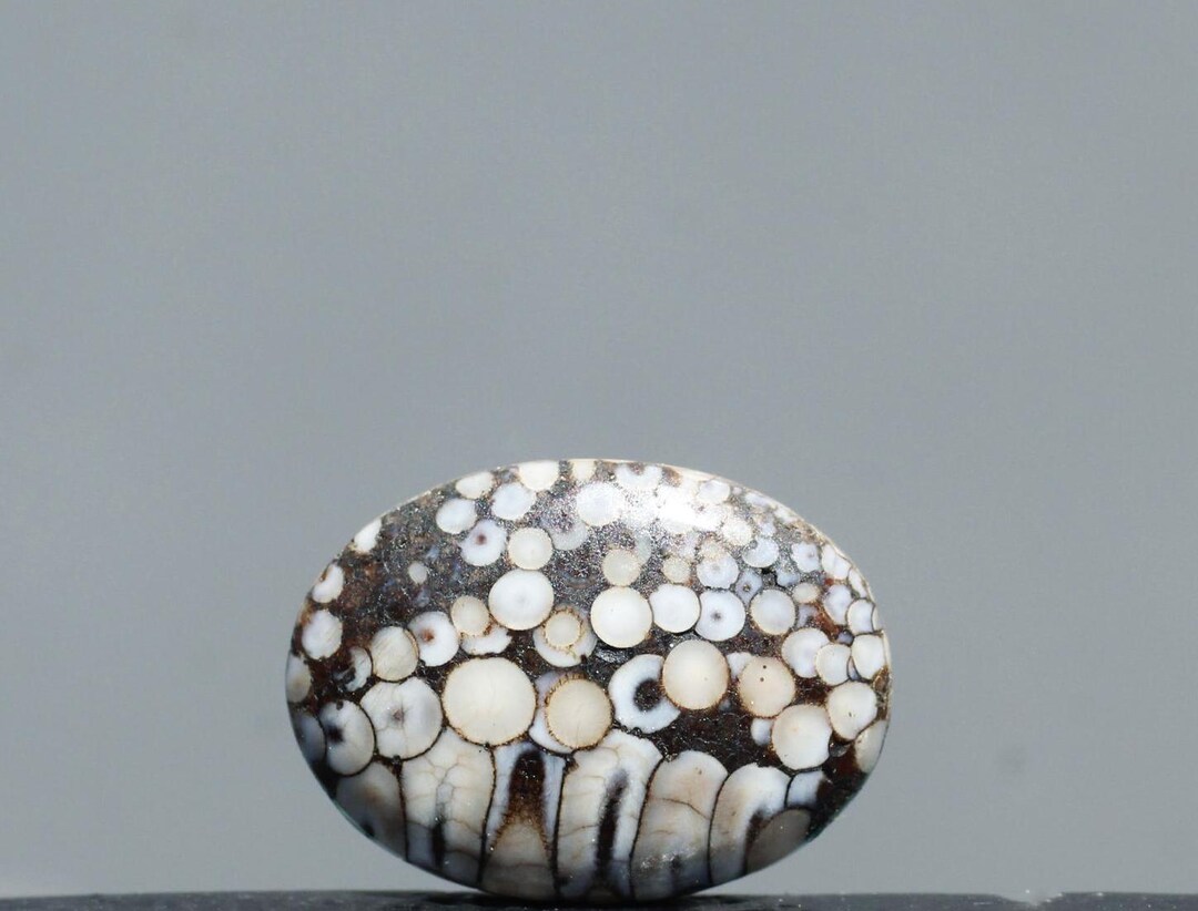 Snakeskin Stone Cabochon – Fossilized Indonesian Gemstone - Etsy
