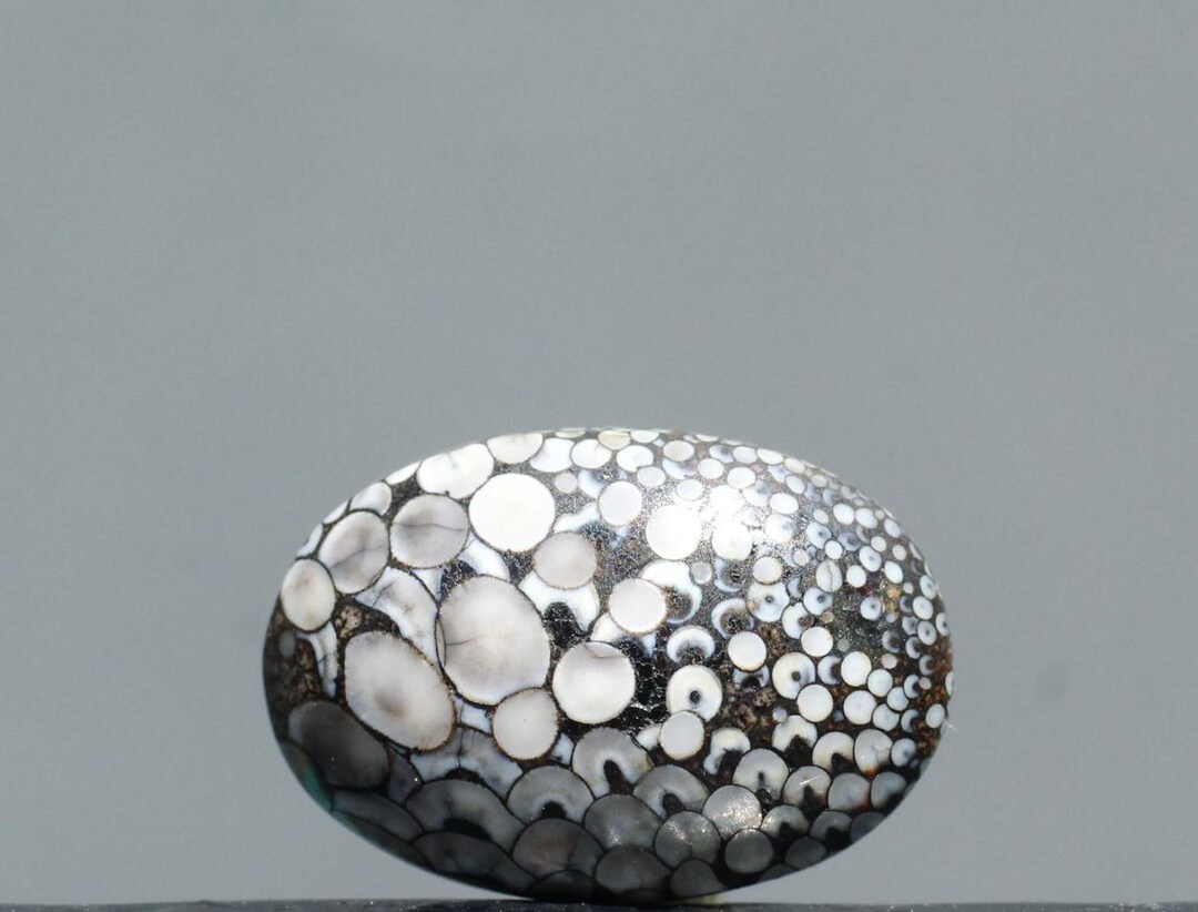 Wrasse Snake Skin Stone Fossilized Loose Gemstone Cabochon Indonesian ...