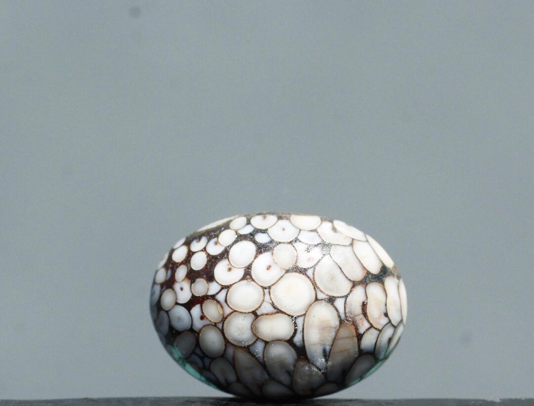 Wrasse Snake Skin Stone Fossilized Loose Gemstone Cabochon - Indonesian ...