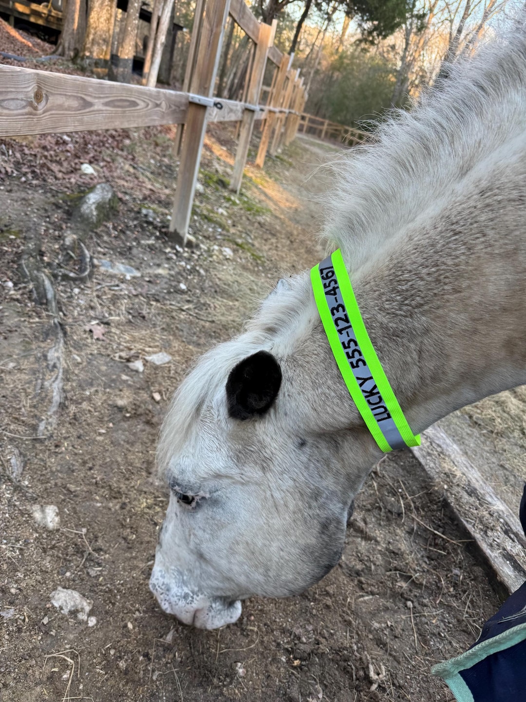 In Case of Emergency Collar for Horses- Fluorescent- Reflective ...