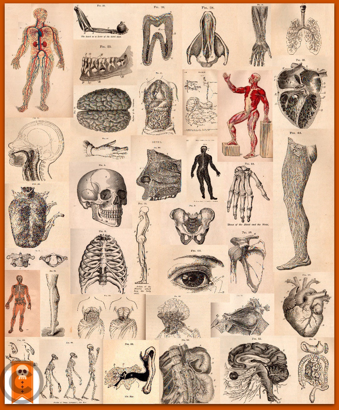 Vintage Human Anatomy Illustrations Collage Sheet, Clip Art Instant ...