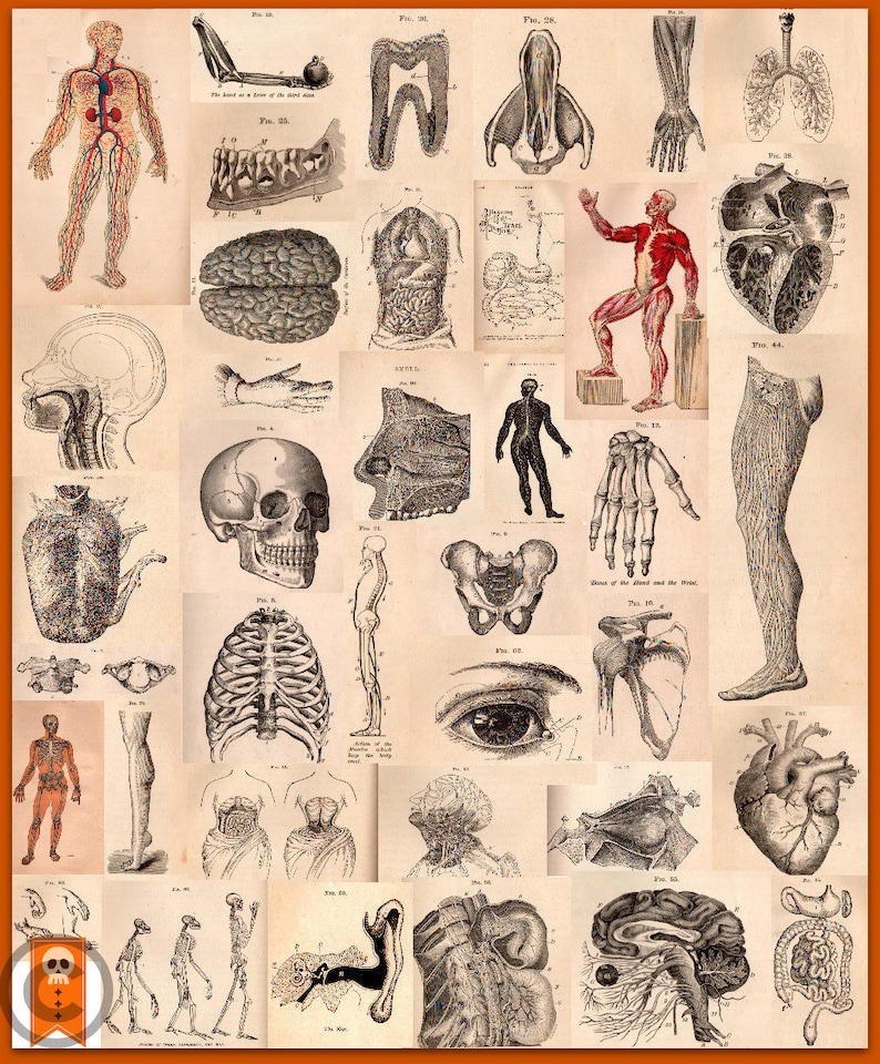 Vintage Human Anatomy Illustrations Collage Sheet Clip Art - Etsy