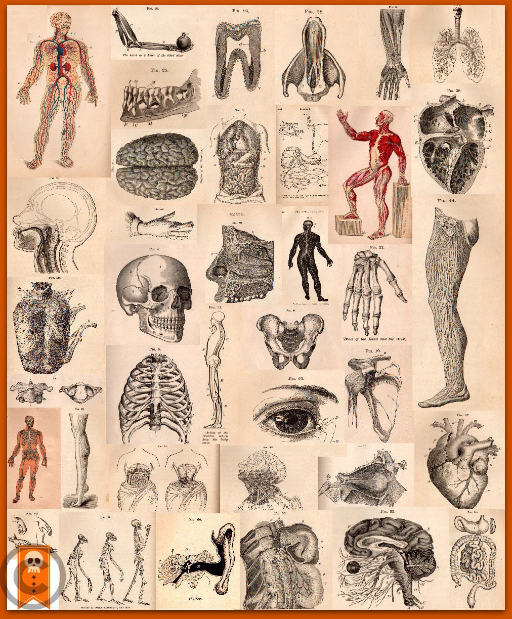 Vintage Anatomy Diagrams