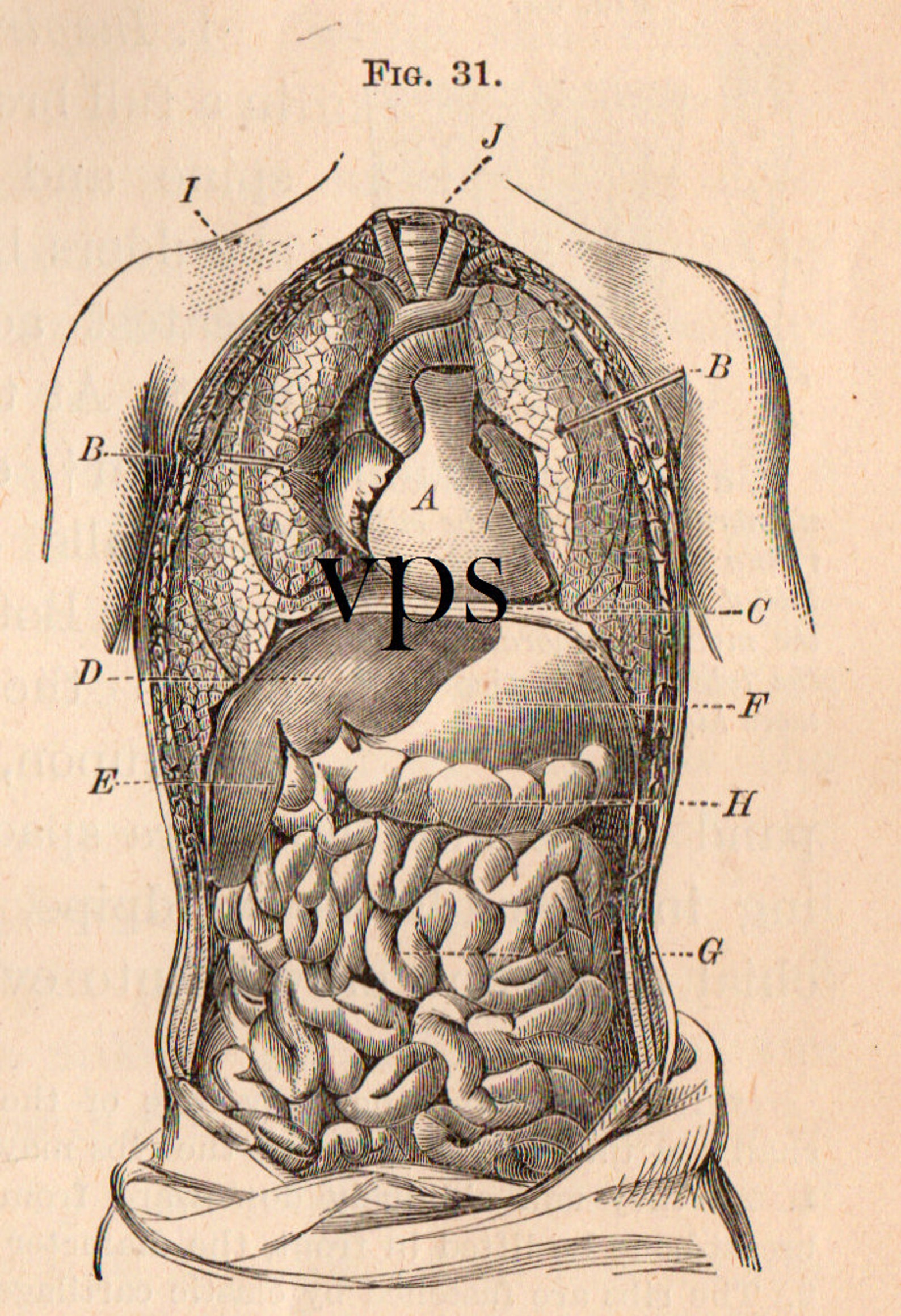 Vintage Human Anatomy Illustrations Collage Sheet Clip Art - Etsy