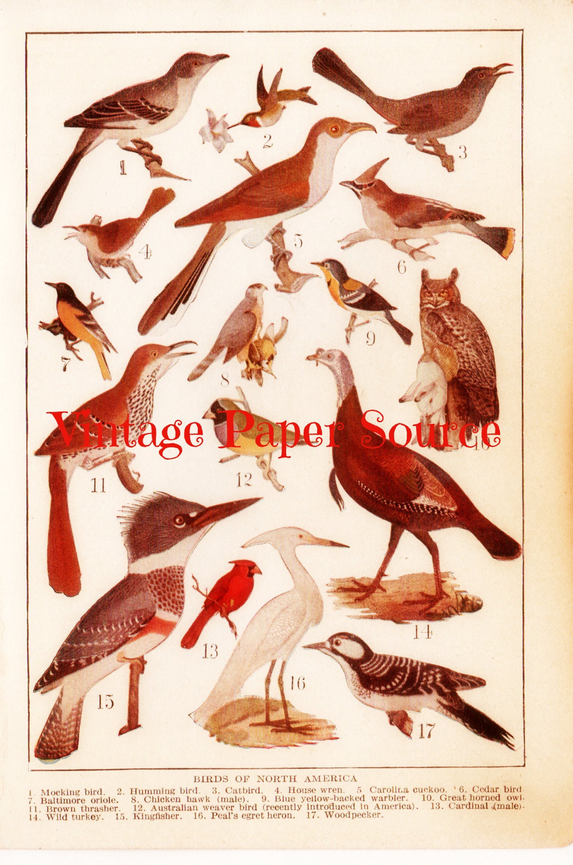1920s Nature Prints: Vintage Birds, Fish, Flowers (PNG Digital Download ...