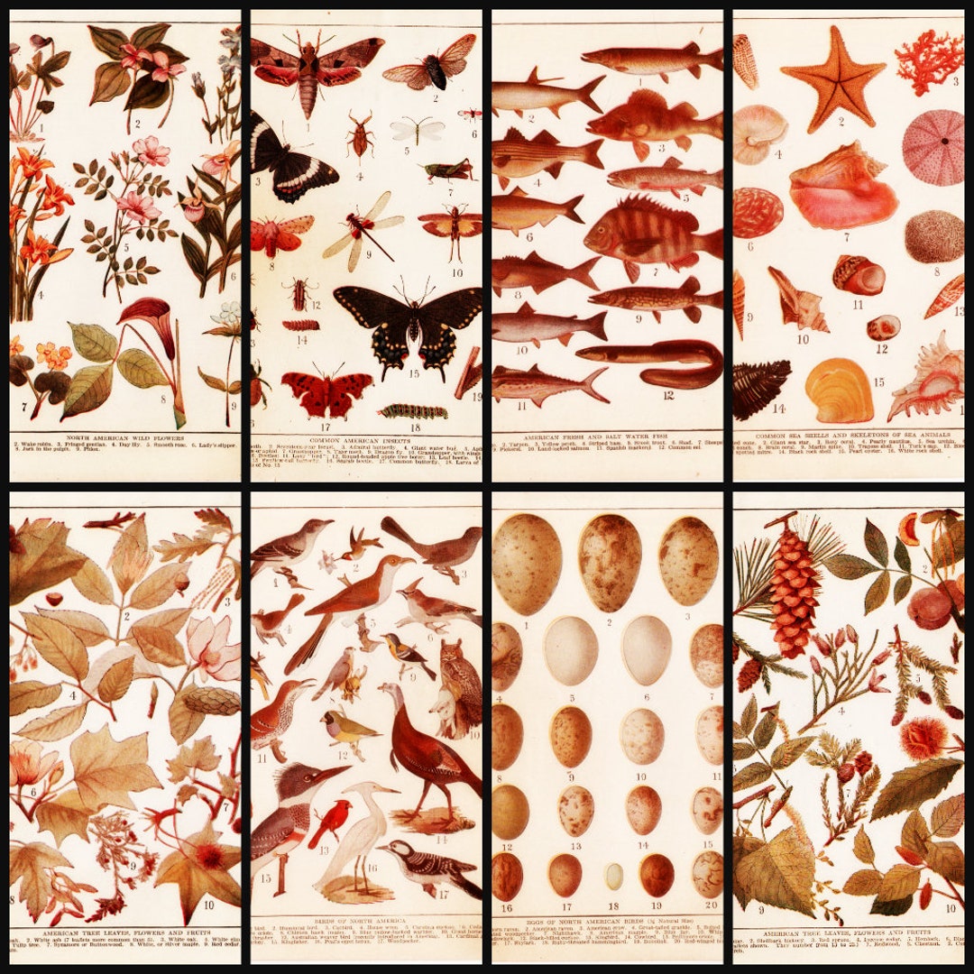 Collage Sheet 1920s Nature Illustrations Birds Eggs Fish - Etsy