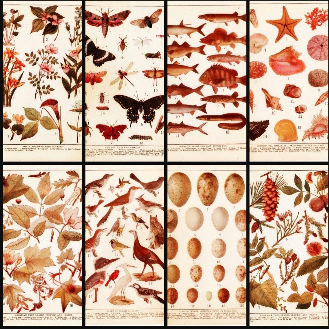 1920s Nature Prints: Vintage Birds, Fish, Flowers (PNG Digital Download ...