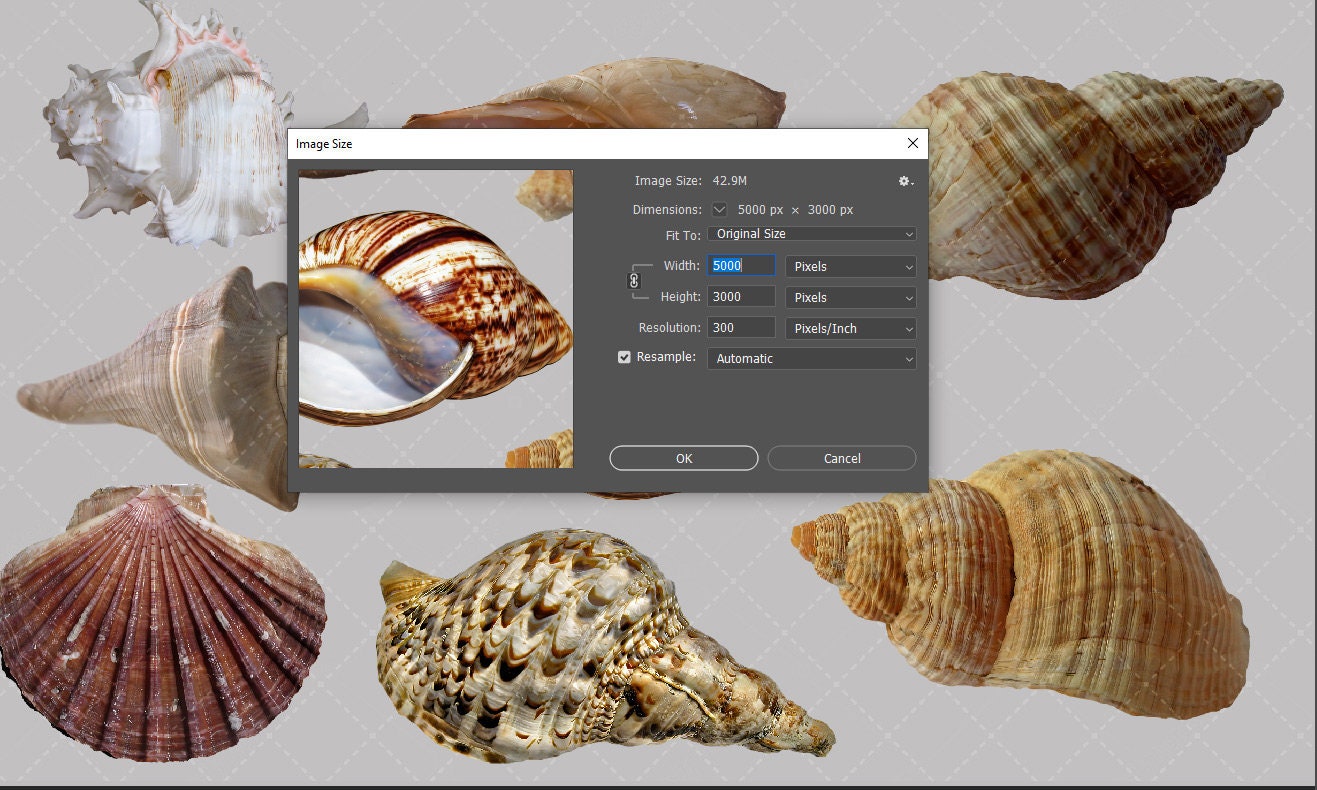 PNG, Overlay, Love PNG, Shell PNG, Beach Overlay, Shell Overlay, Ocean ...