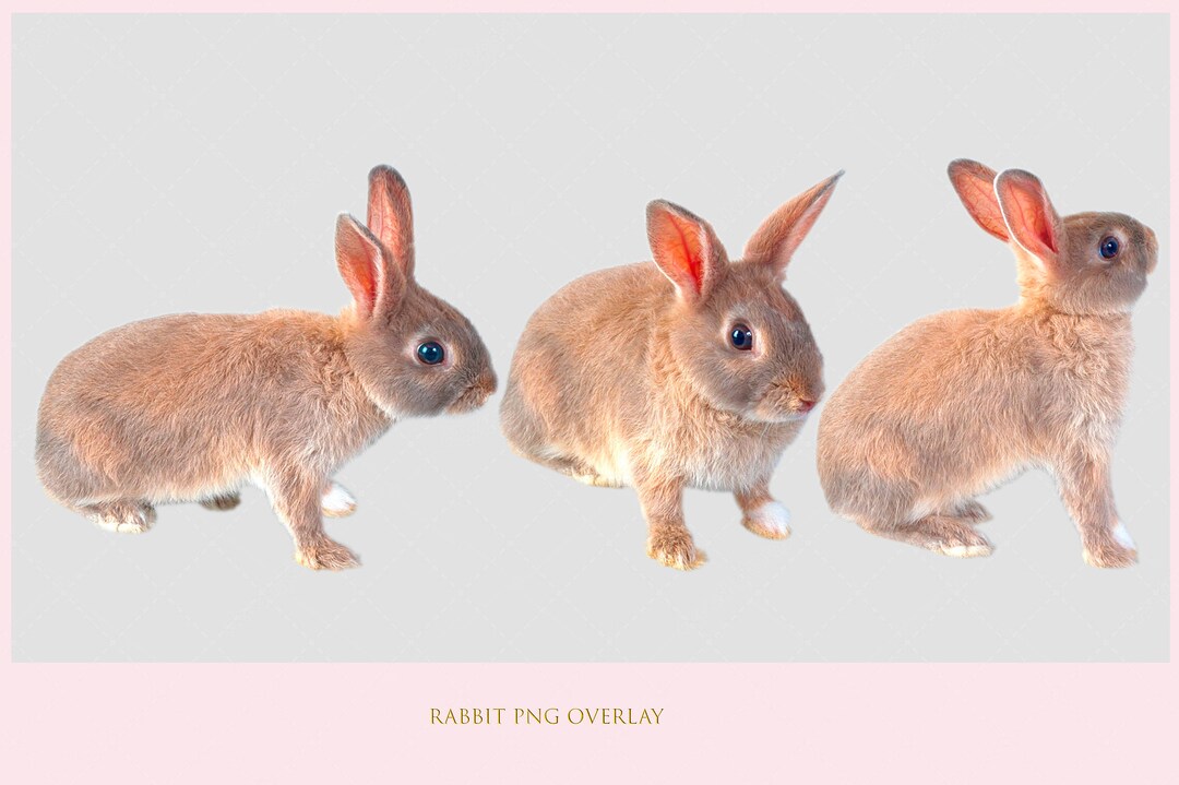 Rabbit Overlay, Rabbit Png, Bunny Png, Bunny Overlay, Digital Image ...