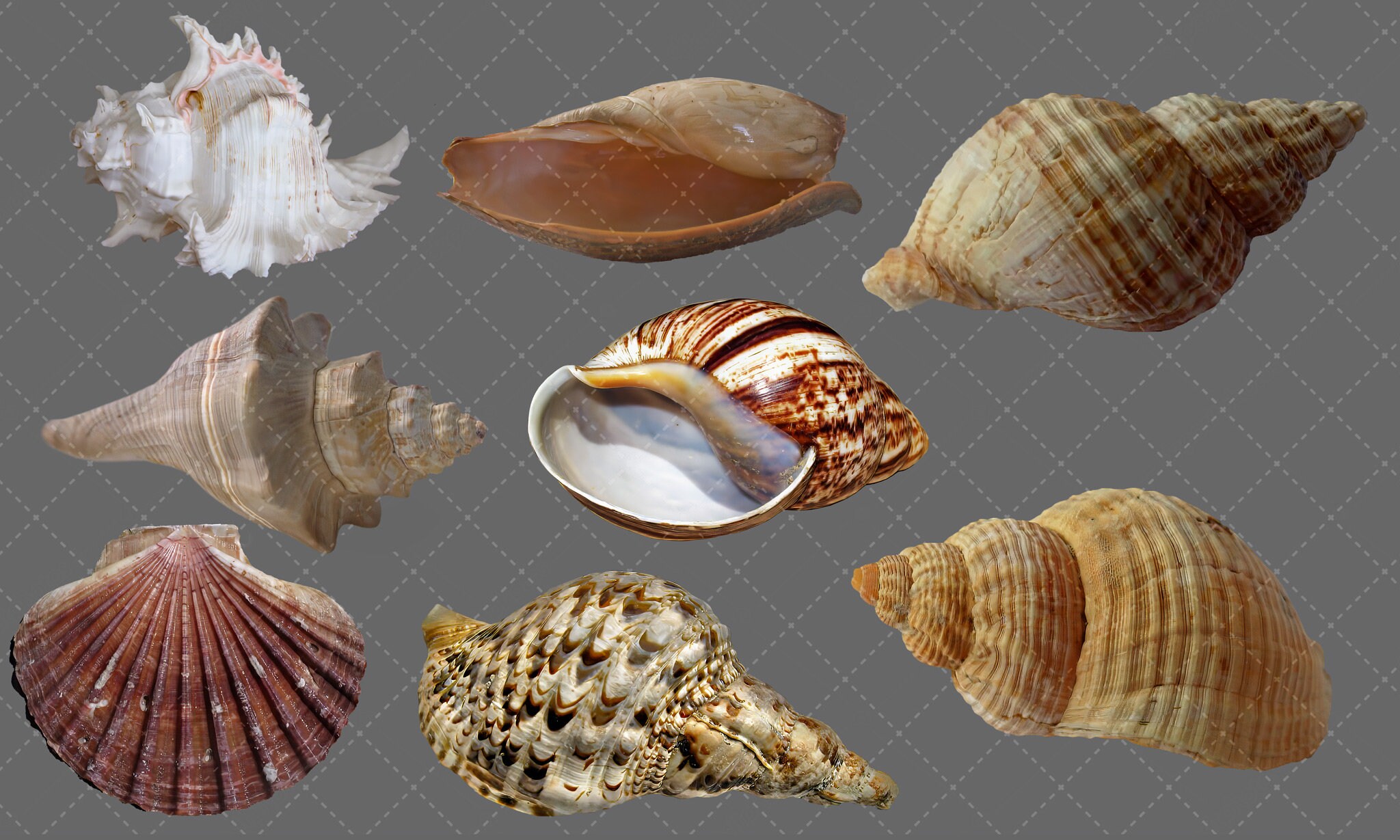 PNG, Overlay, Love PNG, Shell PNG, Beach Overlay, Shell Overlay, Ocean ...