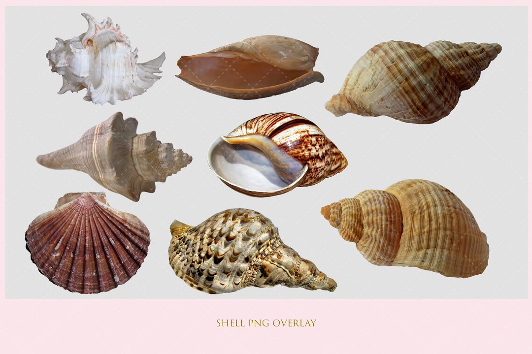 PNG, Overlay, Love PNG, Shell PNG, Beach Overlay, Shell Overlay, Ocean ...