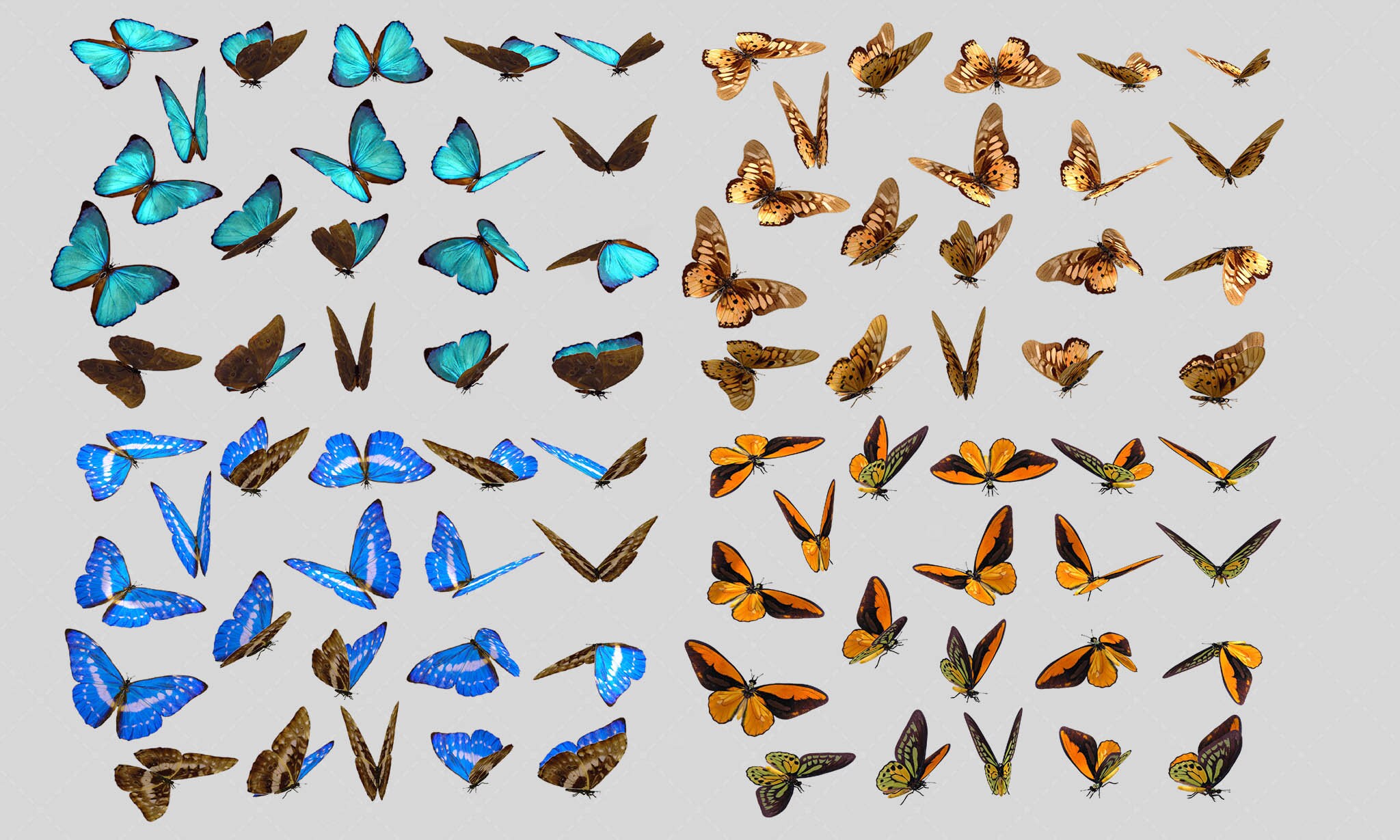 Butterfly Overlay, Butterfly PNG, Png, Overlay, Butterfly, Digital ...