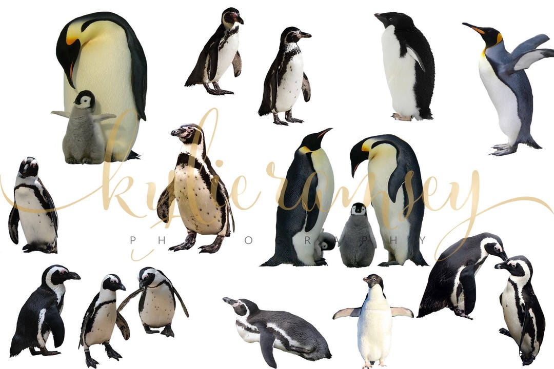 Penguin, Penguin Overlay, Digital Overlay, Digital Image, Happy Feet ...